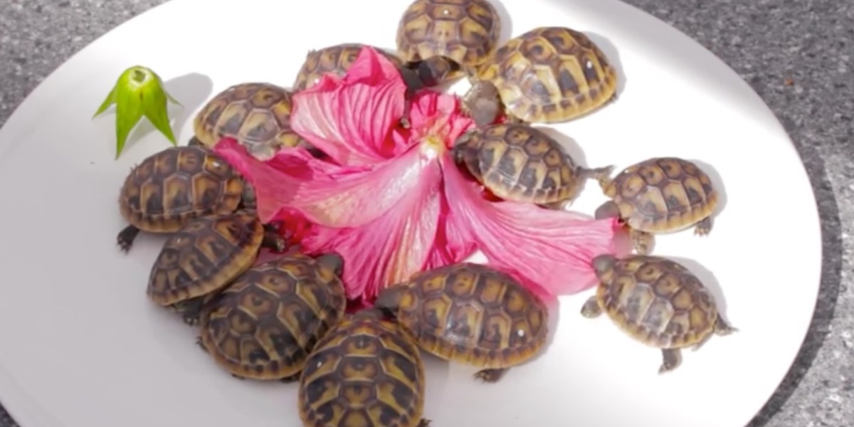 La Mejor Comida Para Tortugas. Comparativa & Guía De Compra - Febrero 2023